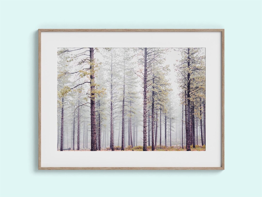 Pine Mist Forest Photography, Light and Airy Trees Fine Art Print ...