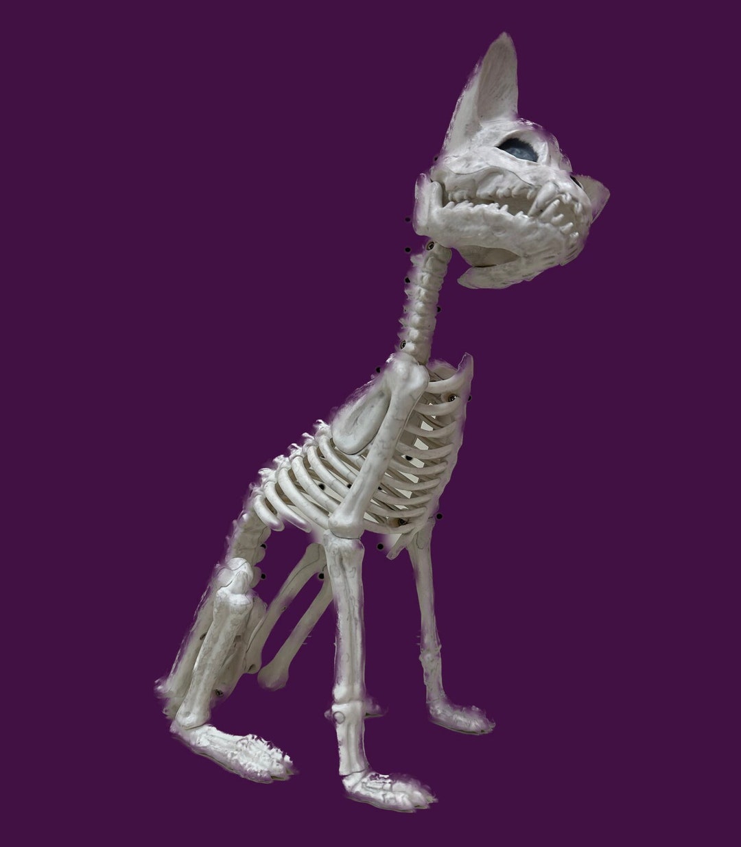 Halloween Scary Dog Skeleton Chihuahua Skeleton Halloween - Etsy