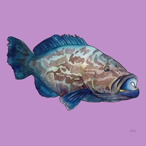 Grouper Fishing Food Watercolor Painting Giclée Print Background Color ...