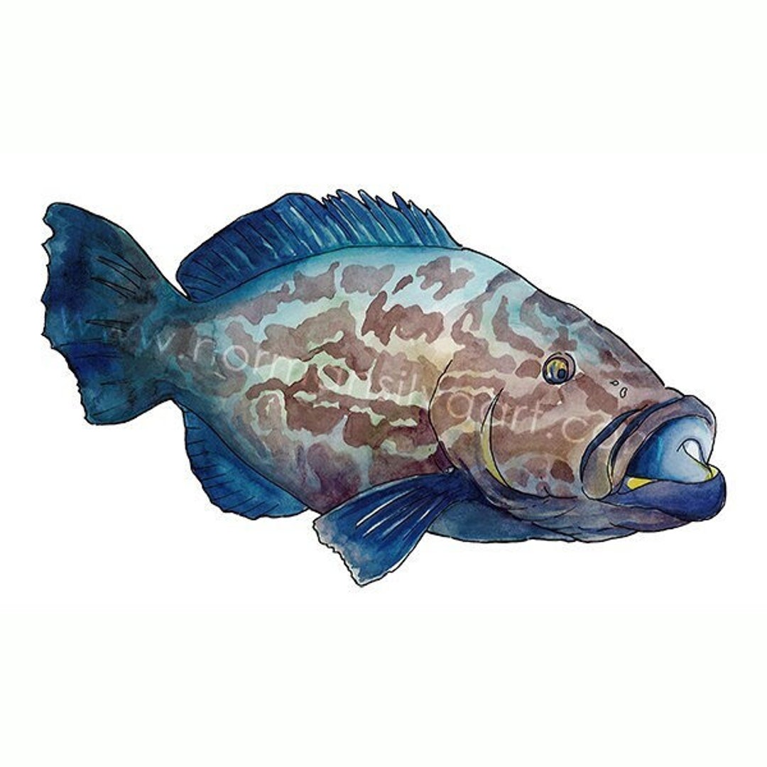 Grouper Fishing Food Watercolor Painting Giclée Print - Etsy
