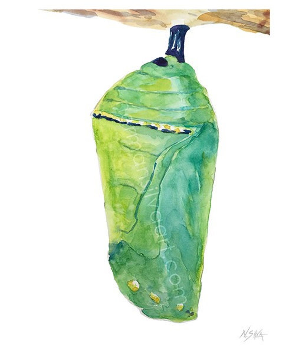 Cocoon Chrysalis Monarch Butterfly Insect Watercolor Painting Giclée ...