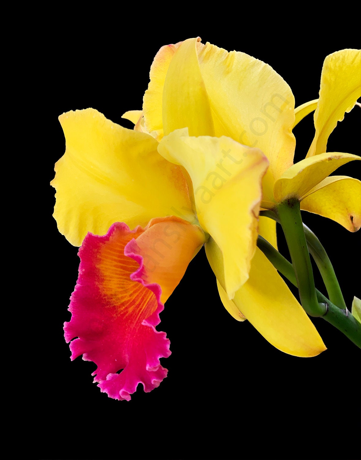 Yellow Cattleya Orchid Flower Plant Photograph Giclée Print - Etsy