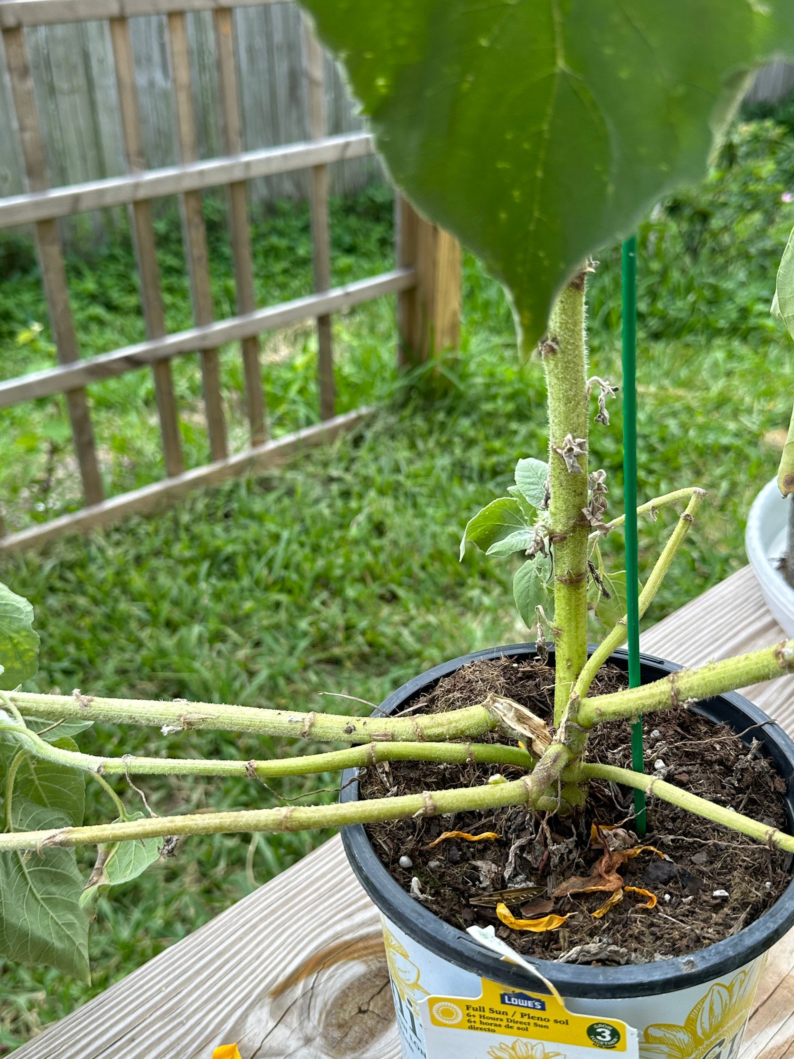 Plant Stem Clip - Etsy