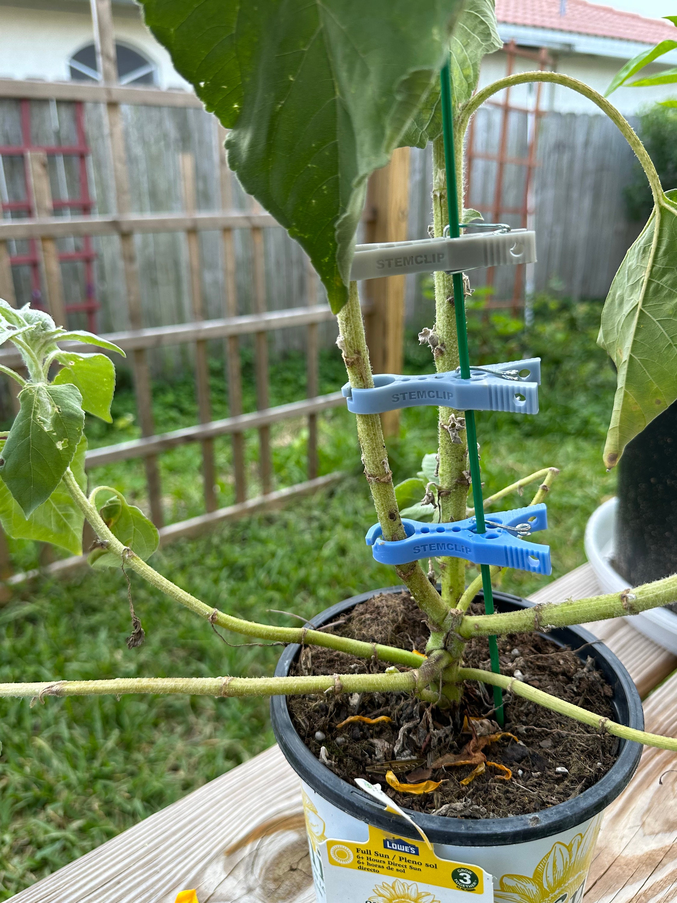 Plant Stem Clip - Etsy