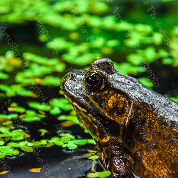 Frog Photography - Etsy