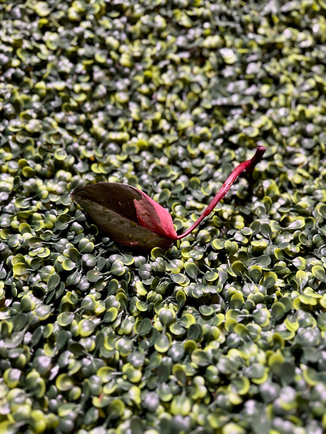 Pink Princess Black Cherry Philodendron Node/cutting/wet Stick - Etsy