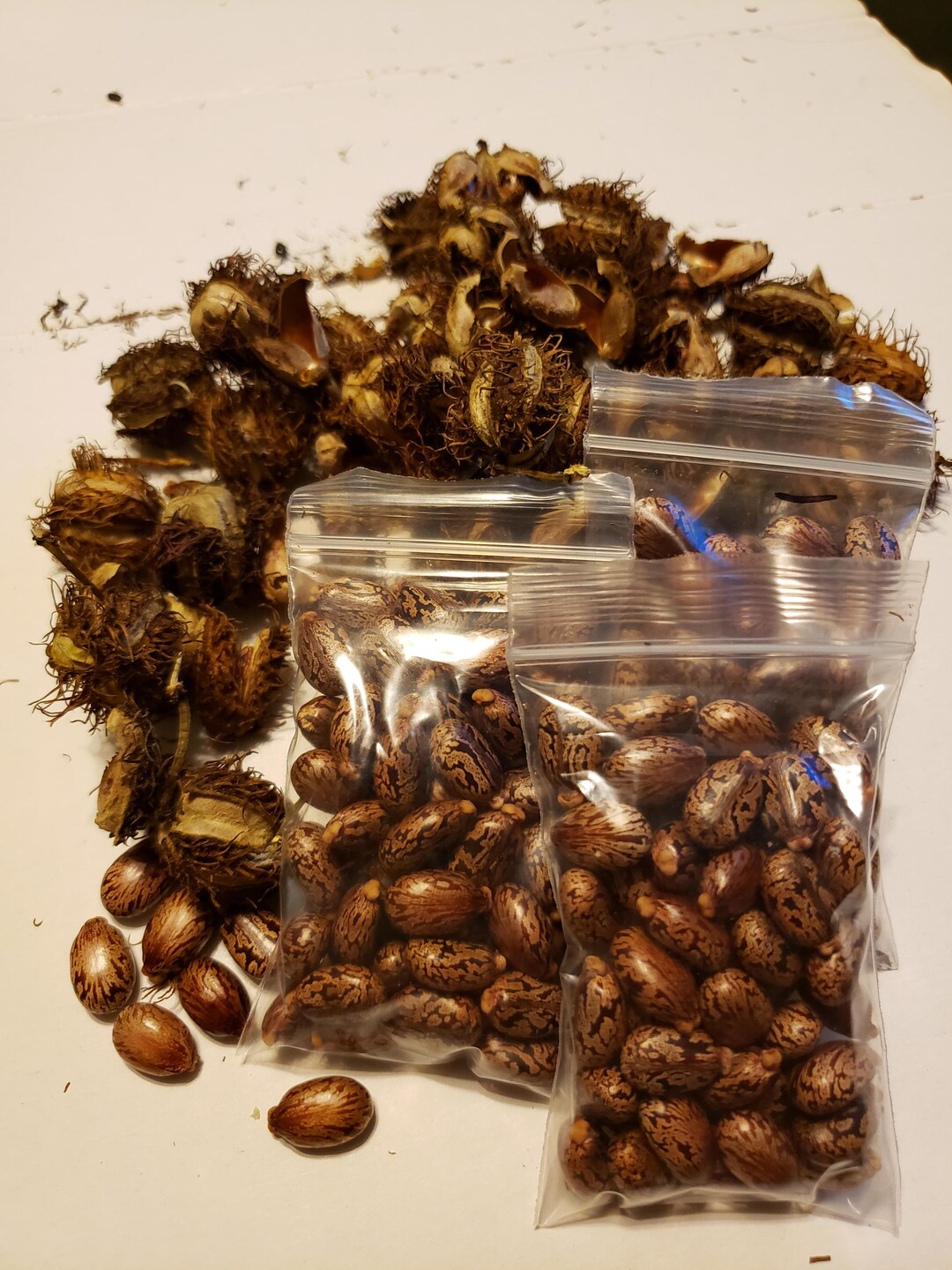 Caster Tree Seeds - Etsy