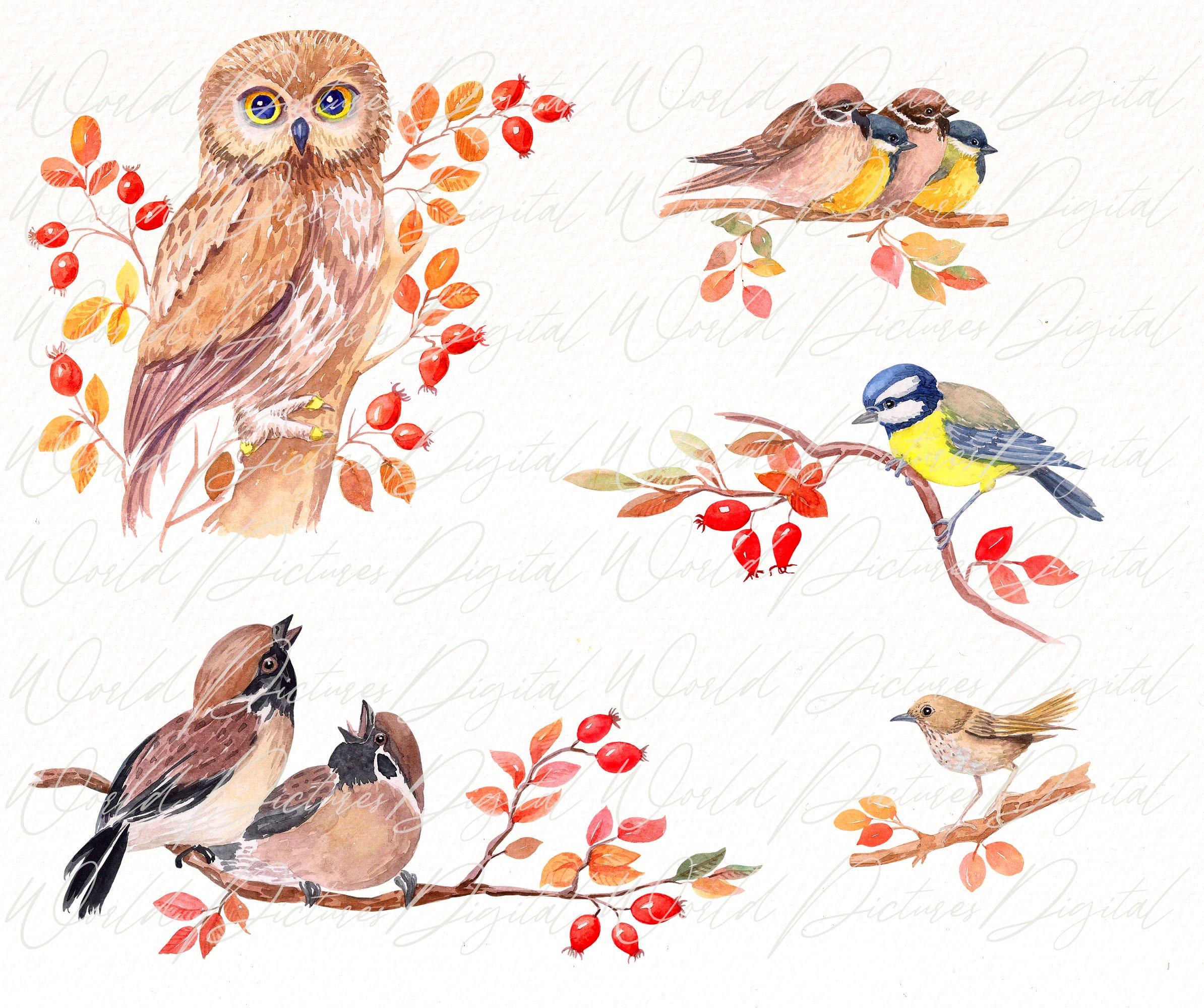 Watercolor Fall Birds Clipart, Forest Bird, Owl Png, Tit Clipart ...