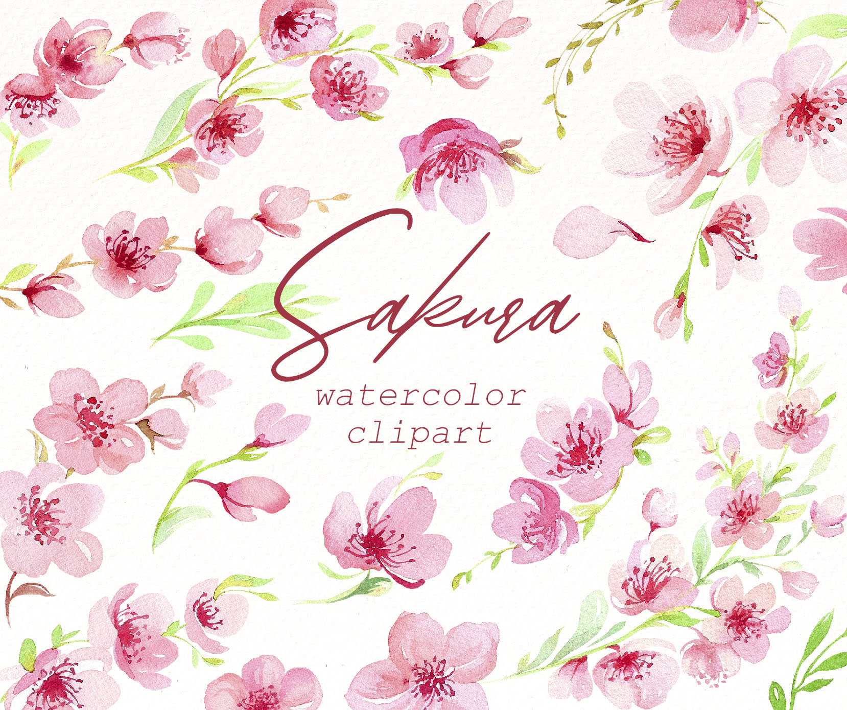 Sakura Watercolor Clipart: Cherry Blossom PNG, Wedding Graphics ...