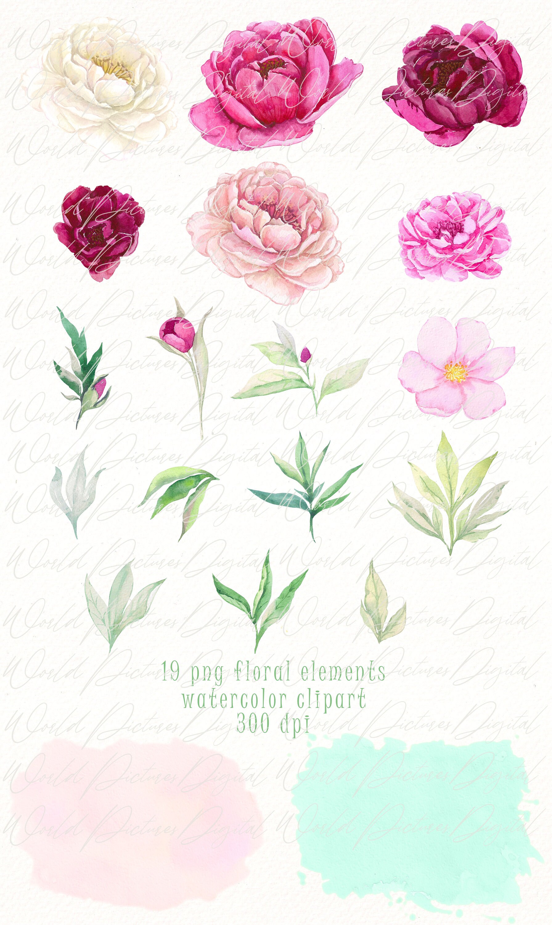 Watercolor Peonies Clipart , Pink Flowers PNG , Floral Clip Art for ...