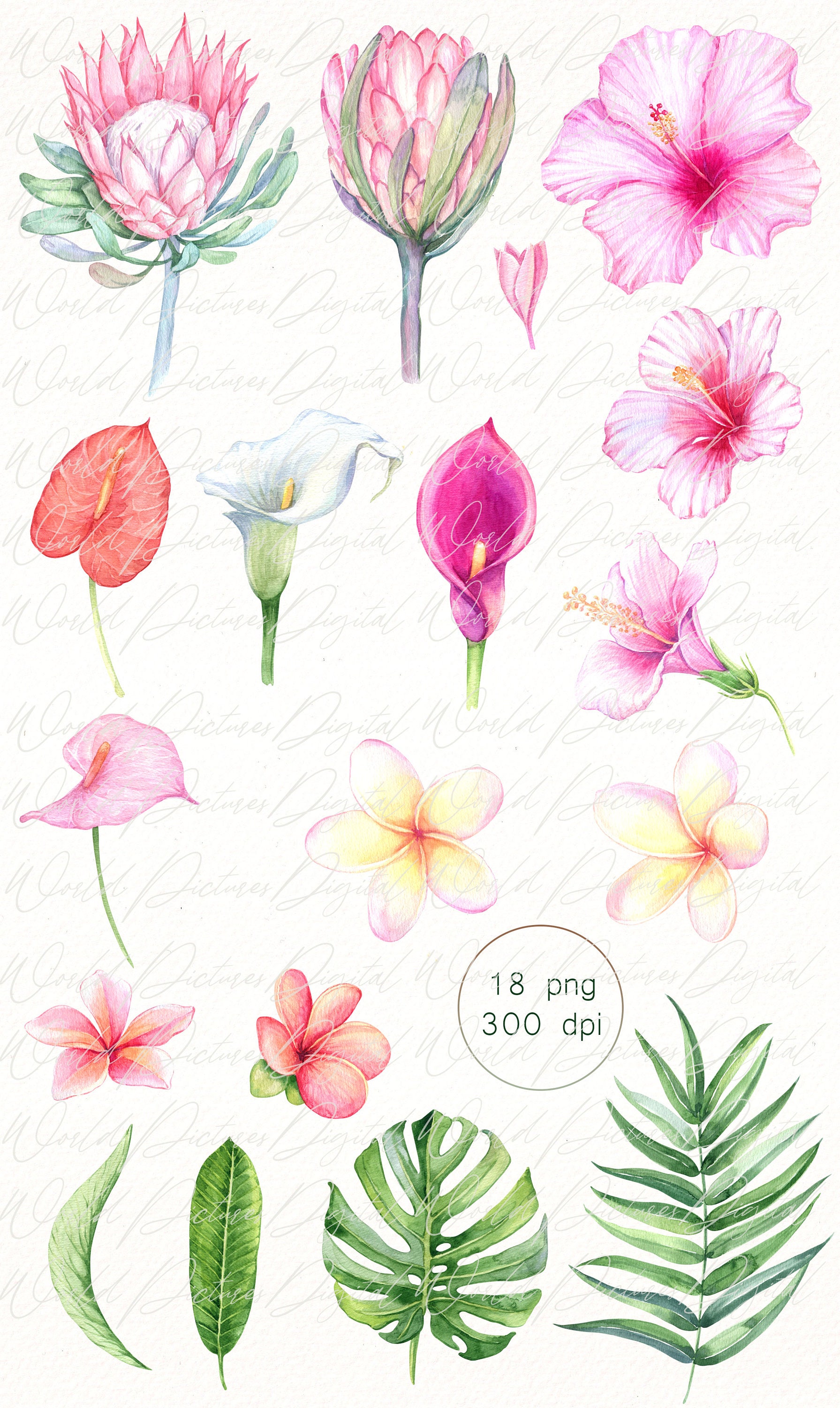 Watercolor Tropical Flowers Clipart , Hibiscus Clip Art , Exotic Flower ...