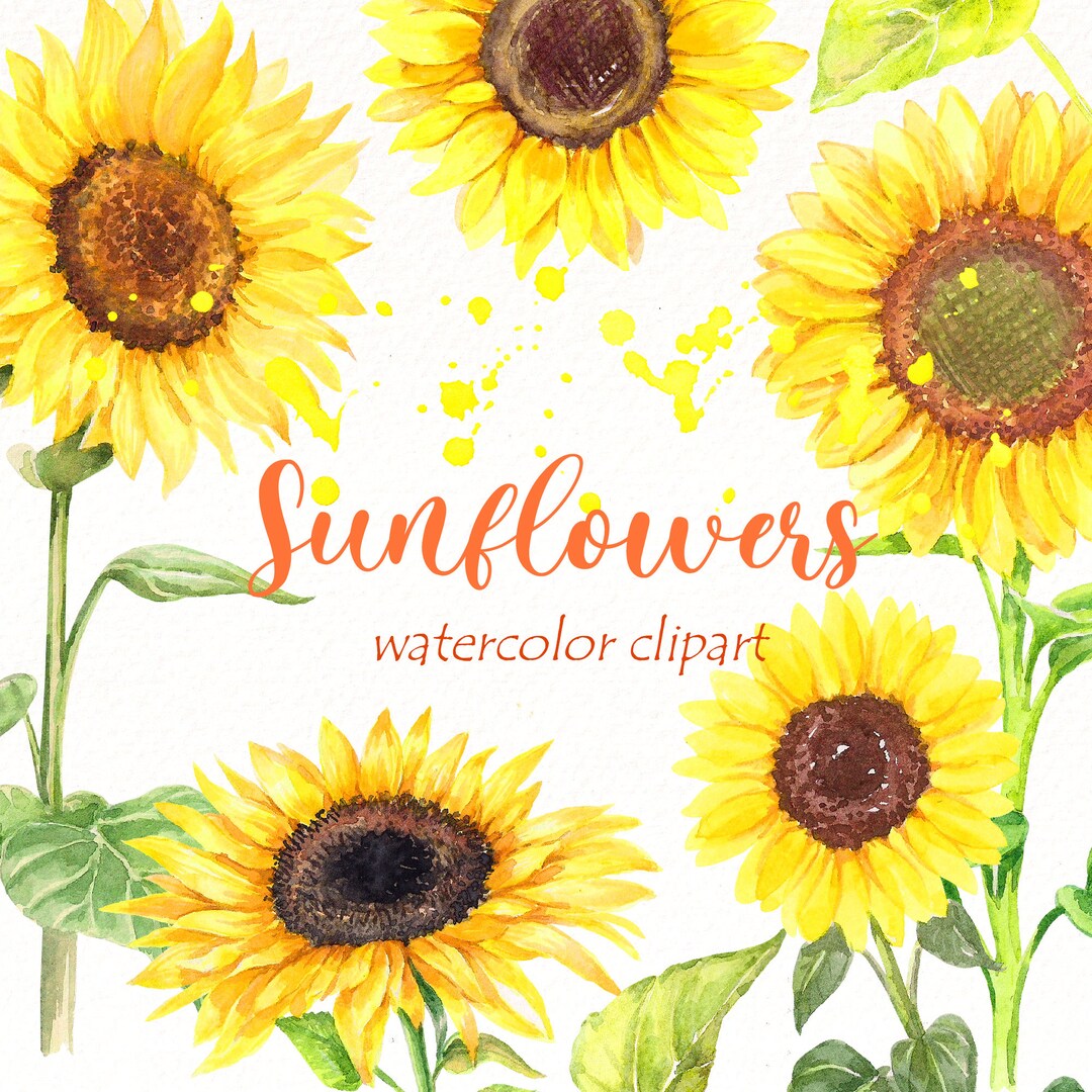 Watercolor Sunflowers Png Clipart , Fall Flower Clip Art , Floral ...