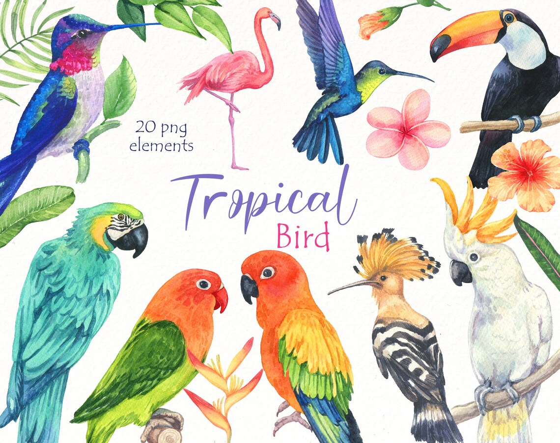 Watercolor Tropical Birds Clipart, Bird of Paradise Clip Art, Wild ...
