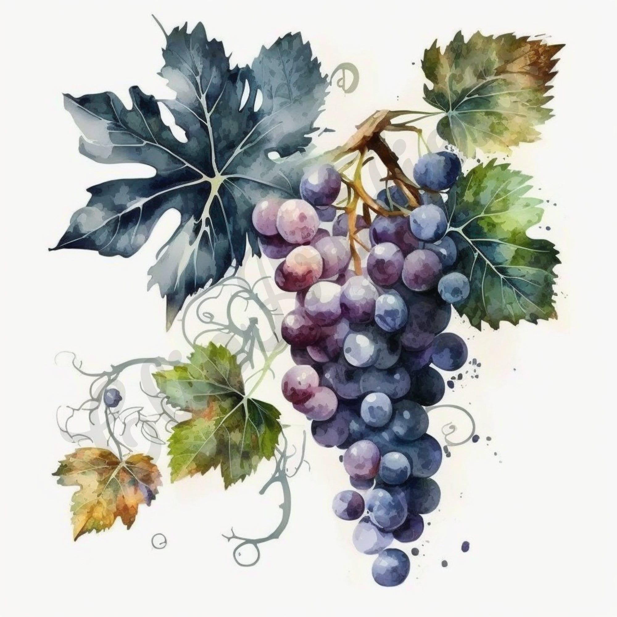 Watercolor Grape Harvest Clip Art, Wine Greenery, Vines Leaves ...