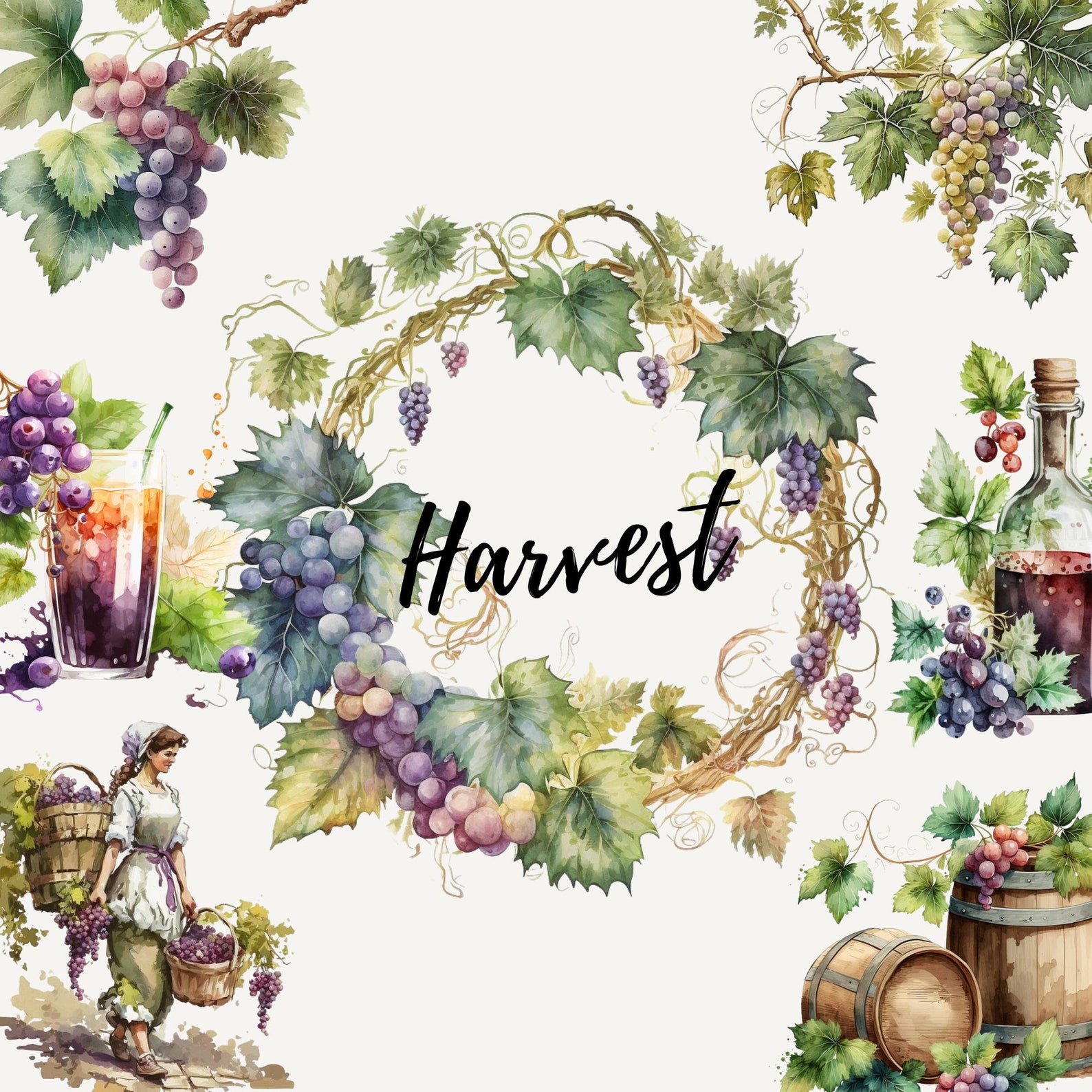 Watercolor Grape Harvest Clip Art, Wine Greenery, Vines Leaves ...