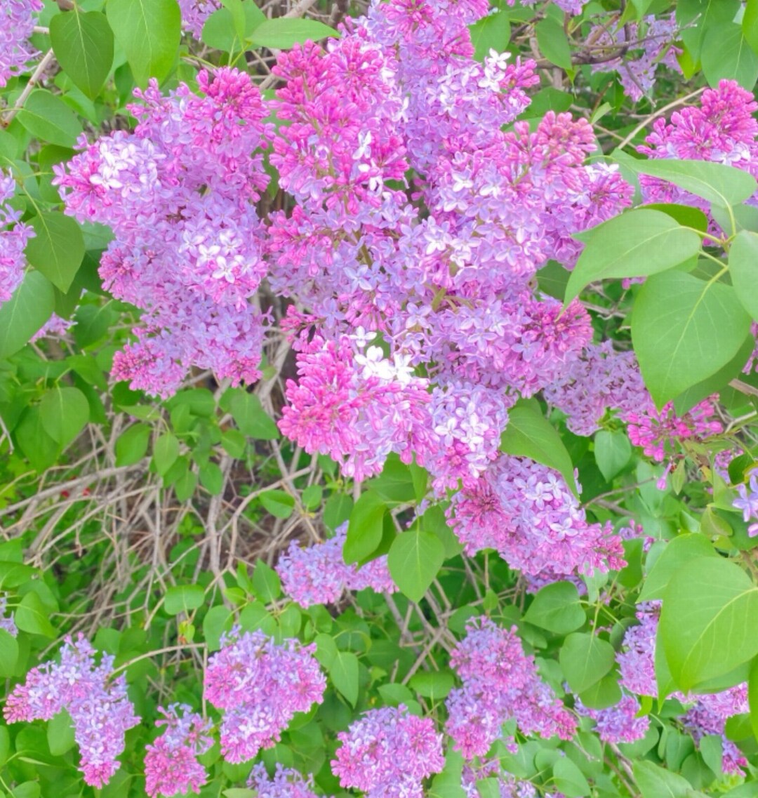 Lilacs Full Square Diamond Art Pattern - Etsy