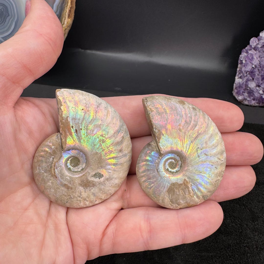 Ancient Opalized Ammonites - Your Choice - Etsy