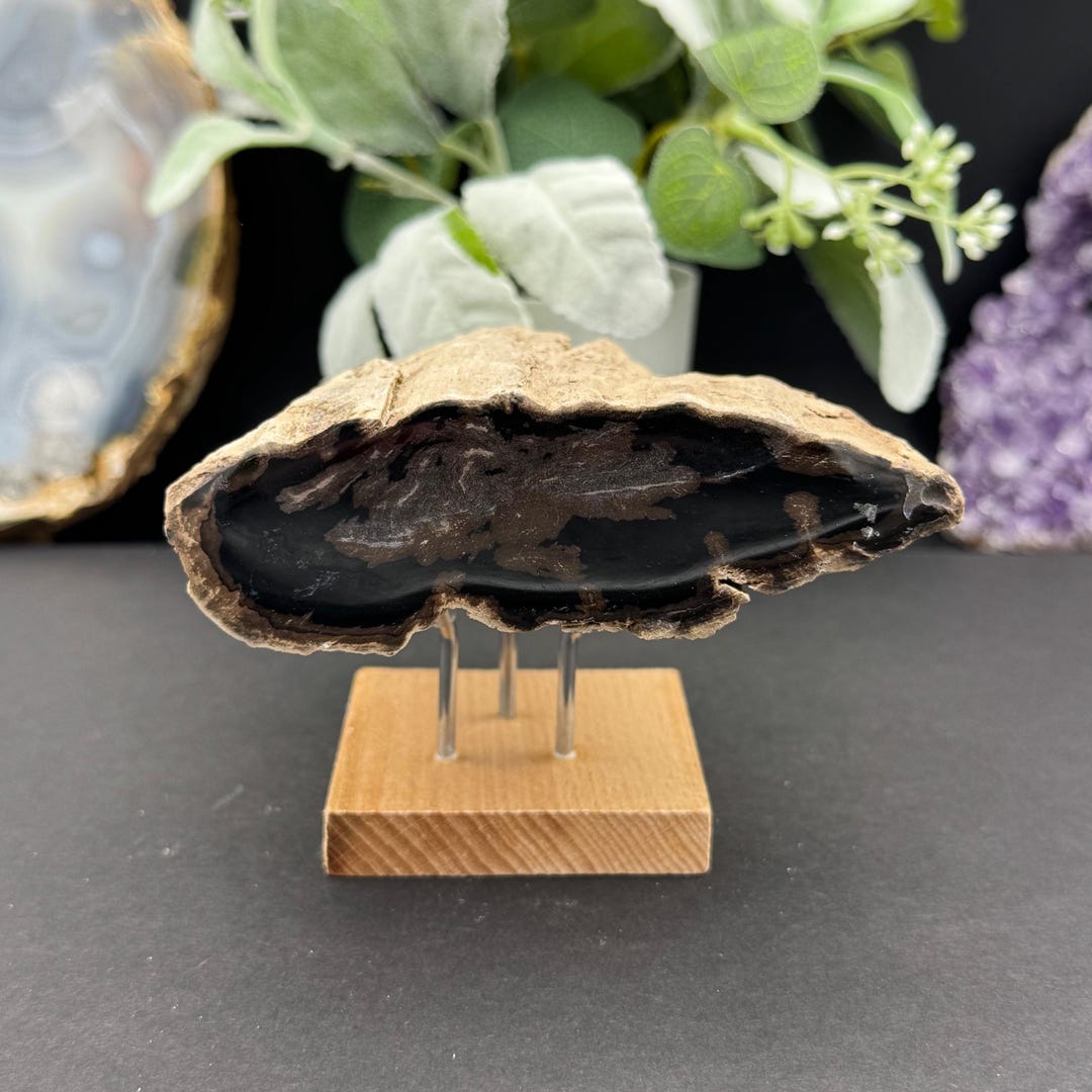 Face Polished Petrified Wood Free Form - Semi-polished - Natural Sides ...