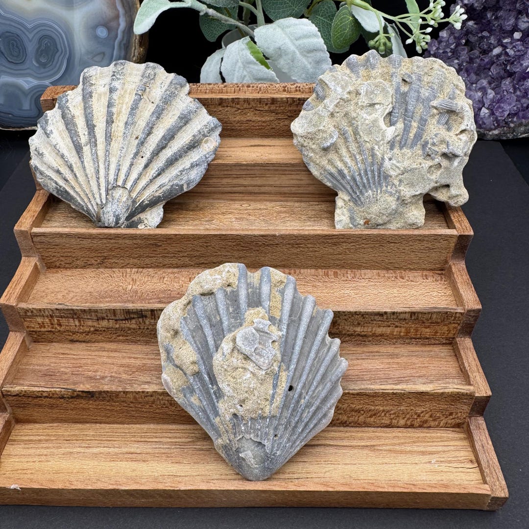 Ancient Fossil Scallop Shell - Gorgeous Blue Color - You Choose - Etsy