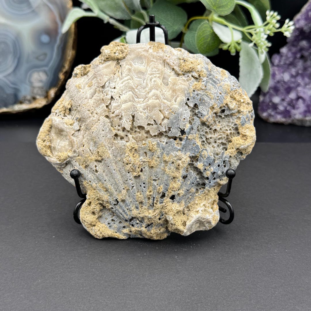 Ancient Fossil Scallop Shell - Gorgeous Blue Color - Large! - Etsy