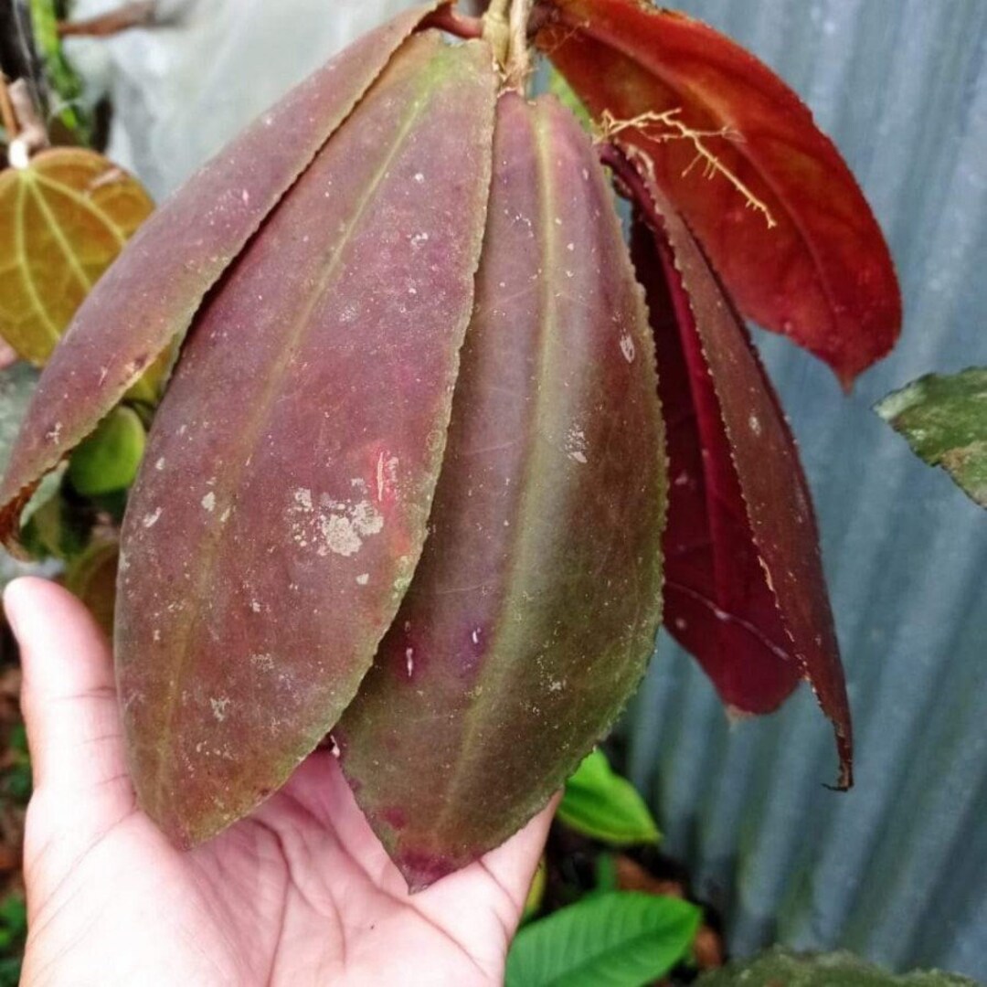 Hoya Undulata Red Hoya Sp Indonesia Top Quality Fast - Etsy