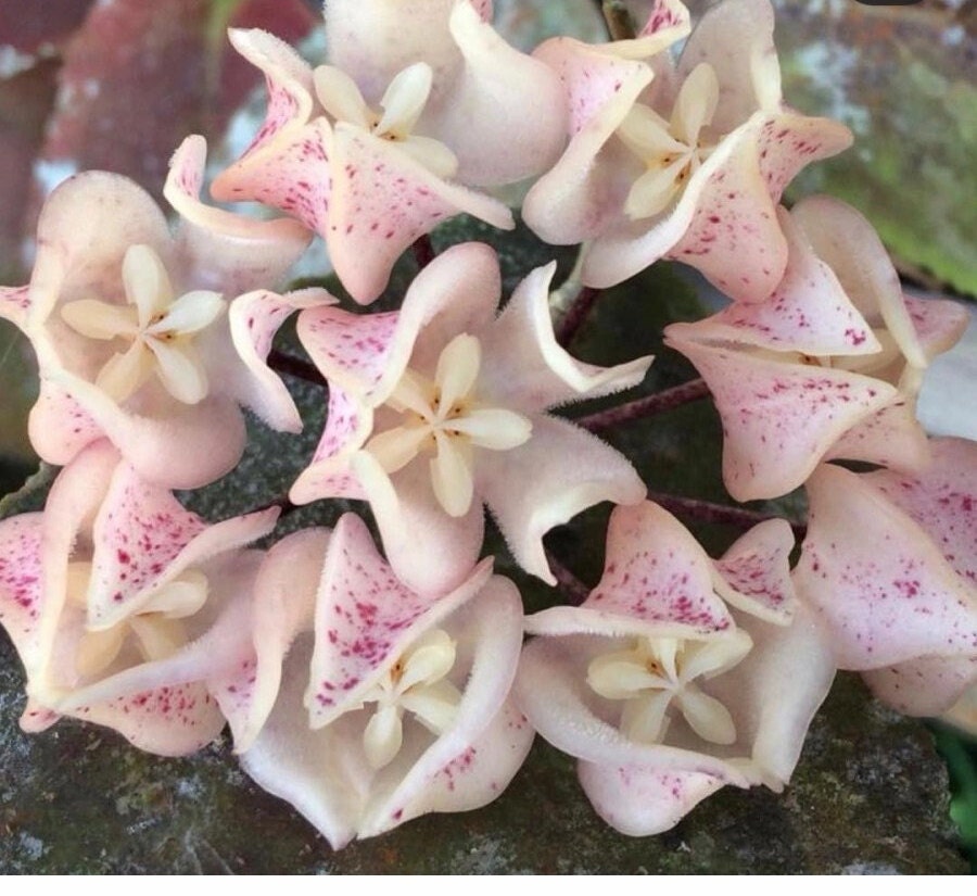 Hoya Undulata Red Hoya Sp Indonesia Top Quality Fast - Etsy
