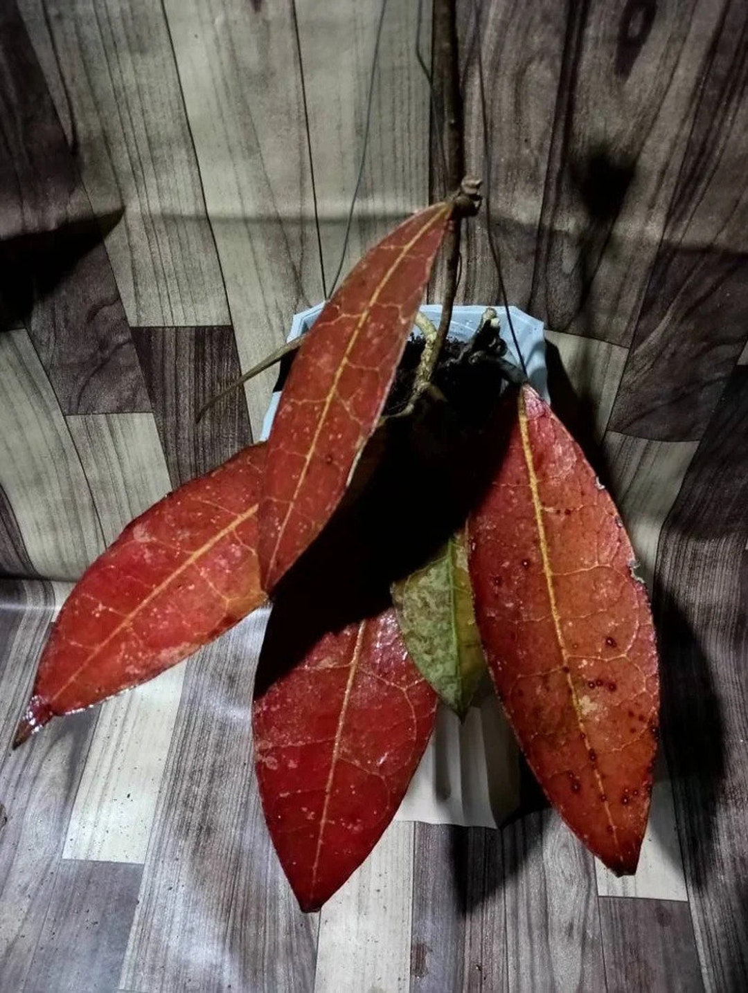 Hoya AFF Lambii Red Leaves Hoya Sp Indonesia Top Quality - Etsy