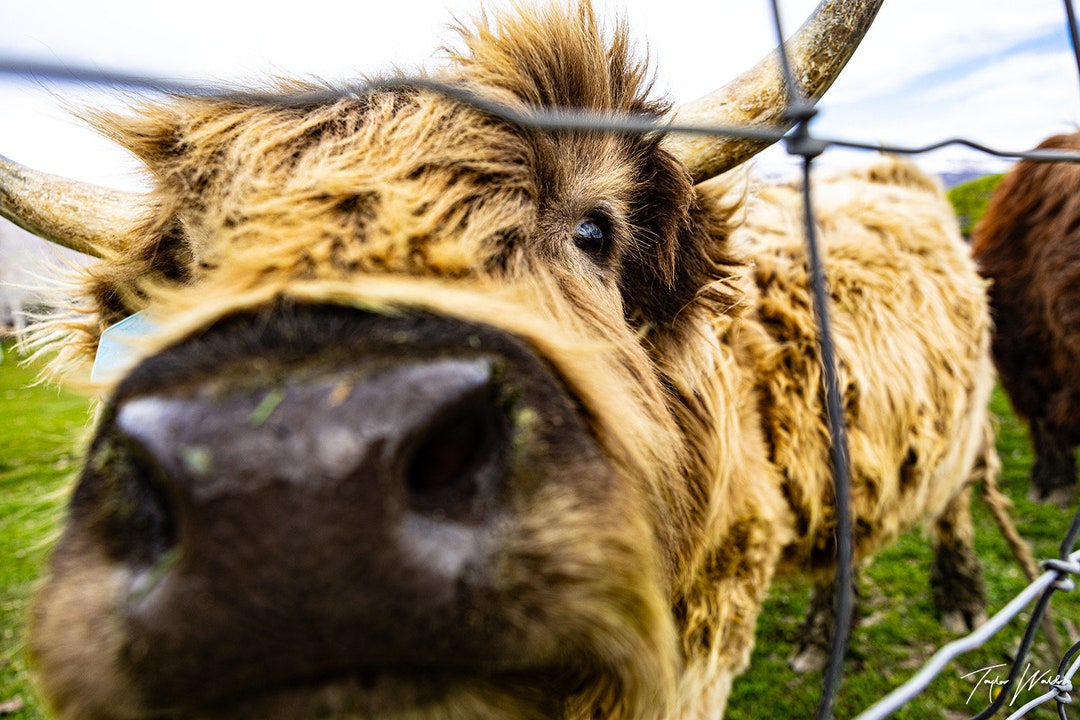 Highland Cow “boop” Photograph - Etsy