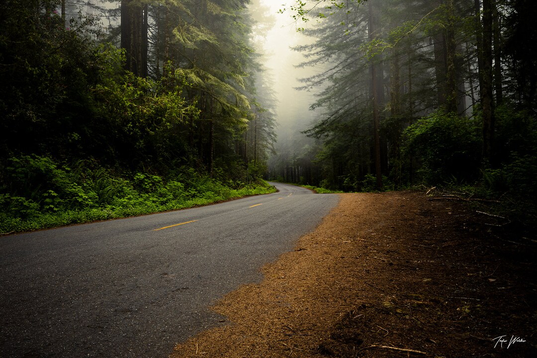 Misty Redwood Forest Road Print – Moody Landscape Photography, Foggy ...