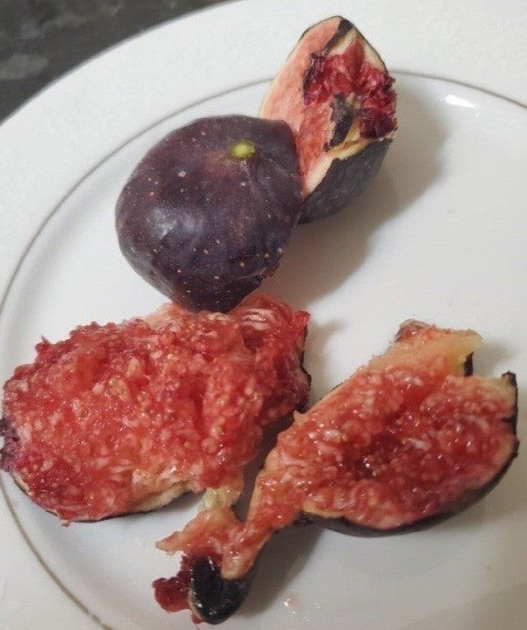 Raspberry Latte Fig Tree Cutting - Etsy