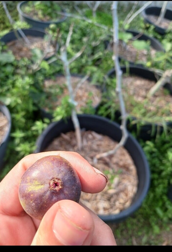 I-258 Fig Tree Cutting Organic Italian 258 Fig - Etsy