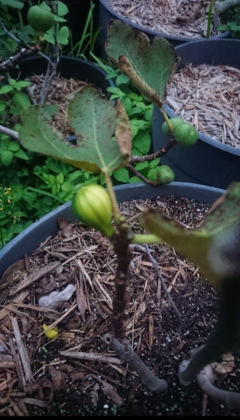 Col De Dame Rimada Fig Tree Cutting Organic - Etsy