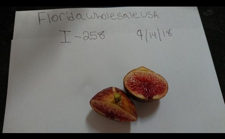 I-258 Fig Tree Cutting Organic Italian 258 Fig - Etsy