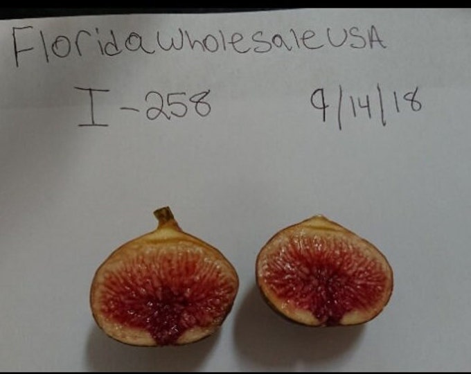 I-258 Fig Tree Cutting Organic Italian 258 Fig - Etsy