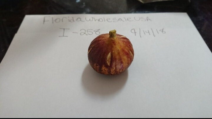 I-258 Fig Tree Cutting Organic Italian 258 Fig - Etsy