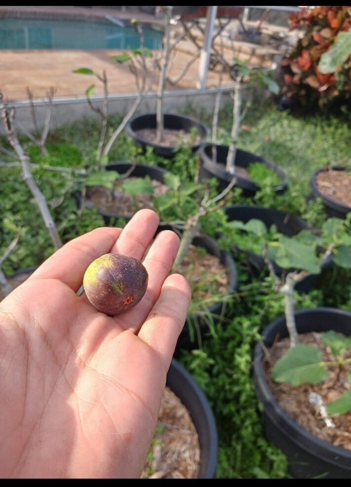 I-258 Fig Tree Cutting Organic Italian 258 Fig - Etsy