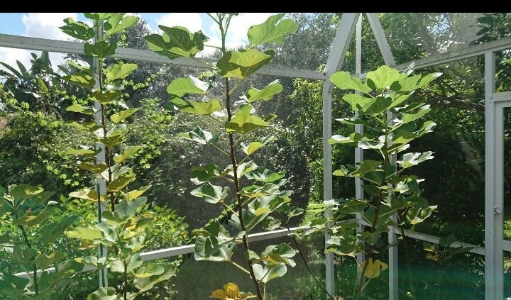 I-258 Fig Tree Cutting Organic Italian 258 Fig - Etsy