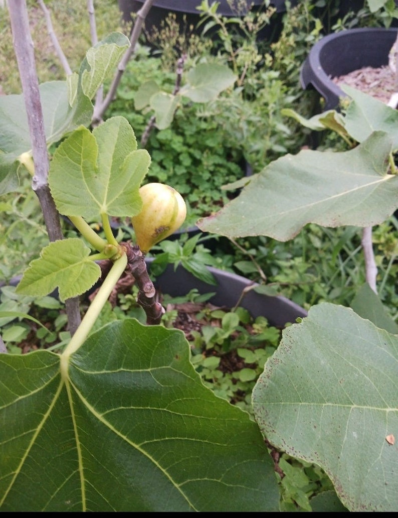 Col De Dame Rimada Fig Tree Cutting Organic - Etsy