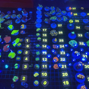 Coral Frag Numbers 10pcs - Etsy