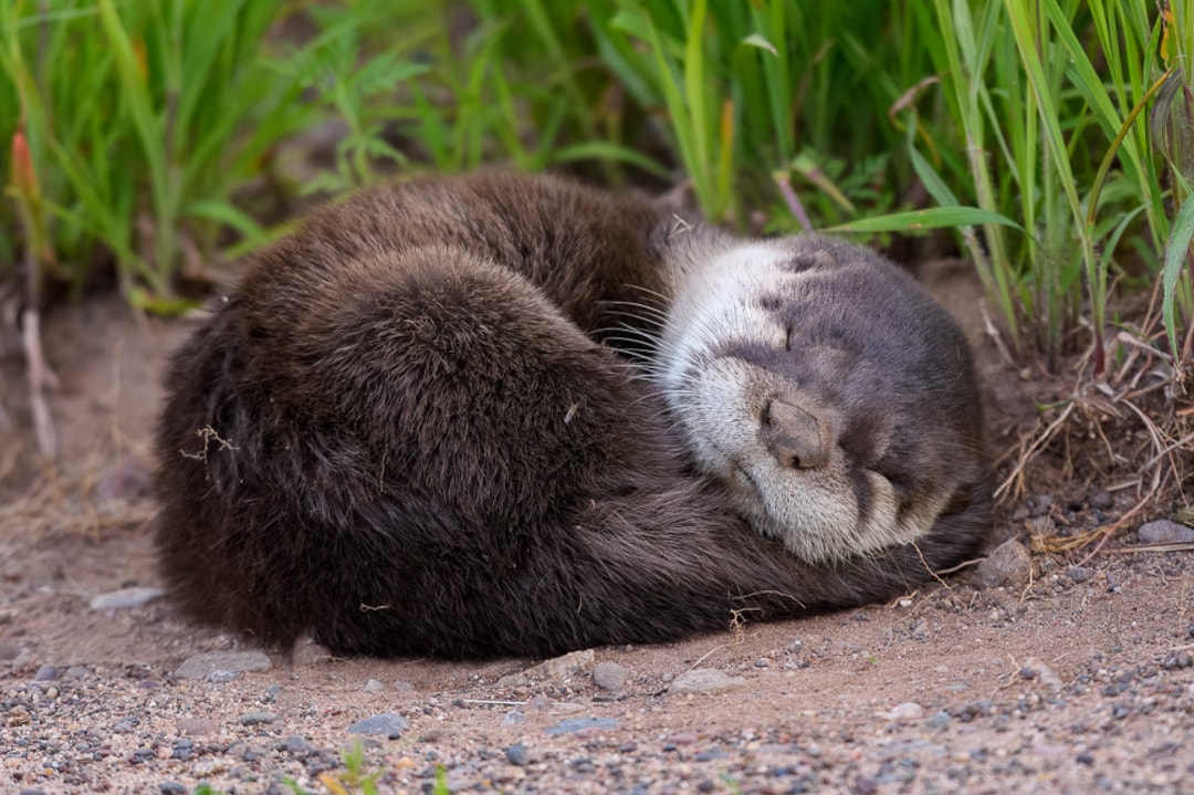 Crex Meadows Sleeping Baby Otter* Wildlife* Nature* Fine Art Print ...