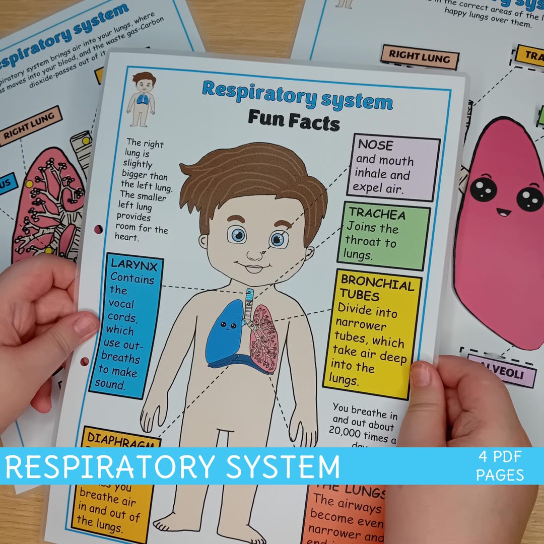 Respiratory System Bundle Human Anatomy Boy Body System Worksheets ...