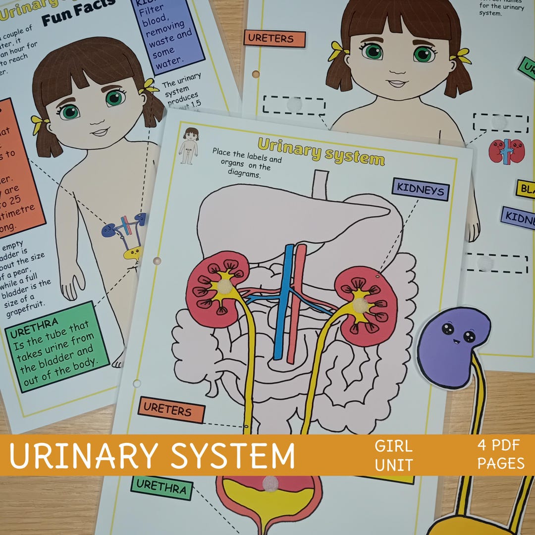 Human Urinary System Learning Bundle Human Body Girl Unit Study ...