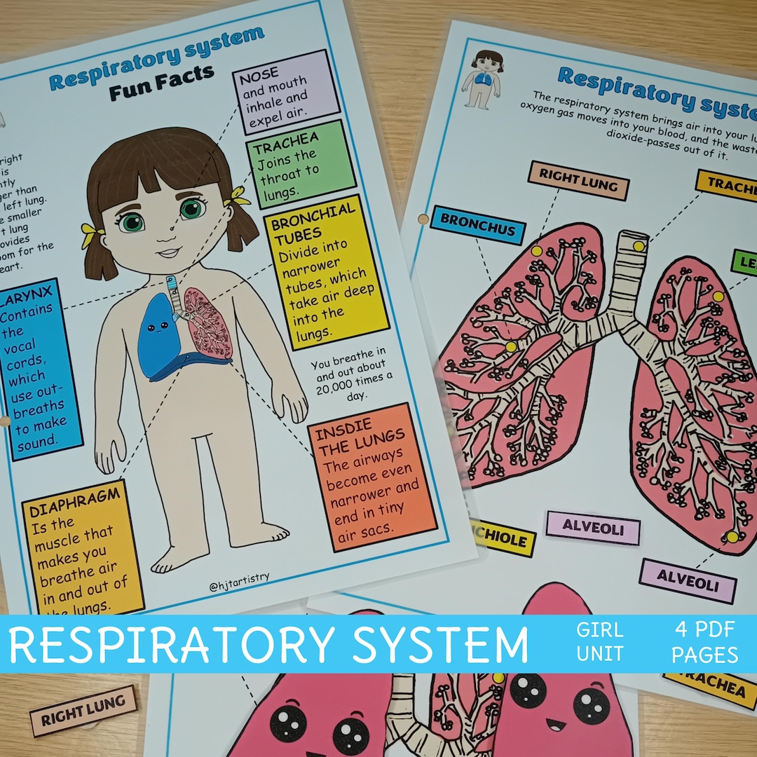 Respiratory System Bundle Human Anatomy Girl Body System Worksheets ...