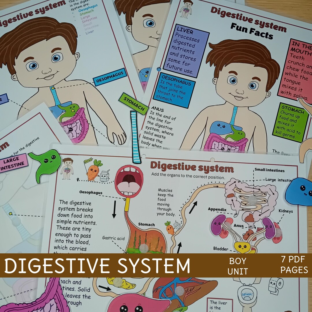 Human Digestive System Anatomy Bundle Boy Body System About Me ...