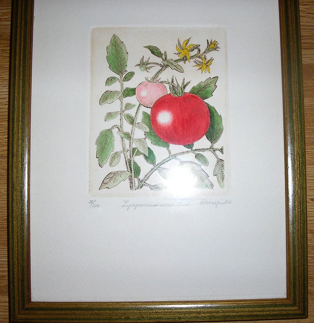 Vintage Original Etching Botanical Horticulture Red Pink Tomatoes ...