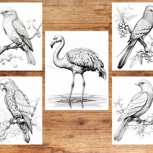 Realistic Birds Coloring Pages, Birds Coloring Book for Adults, Bird ...