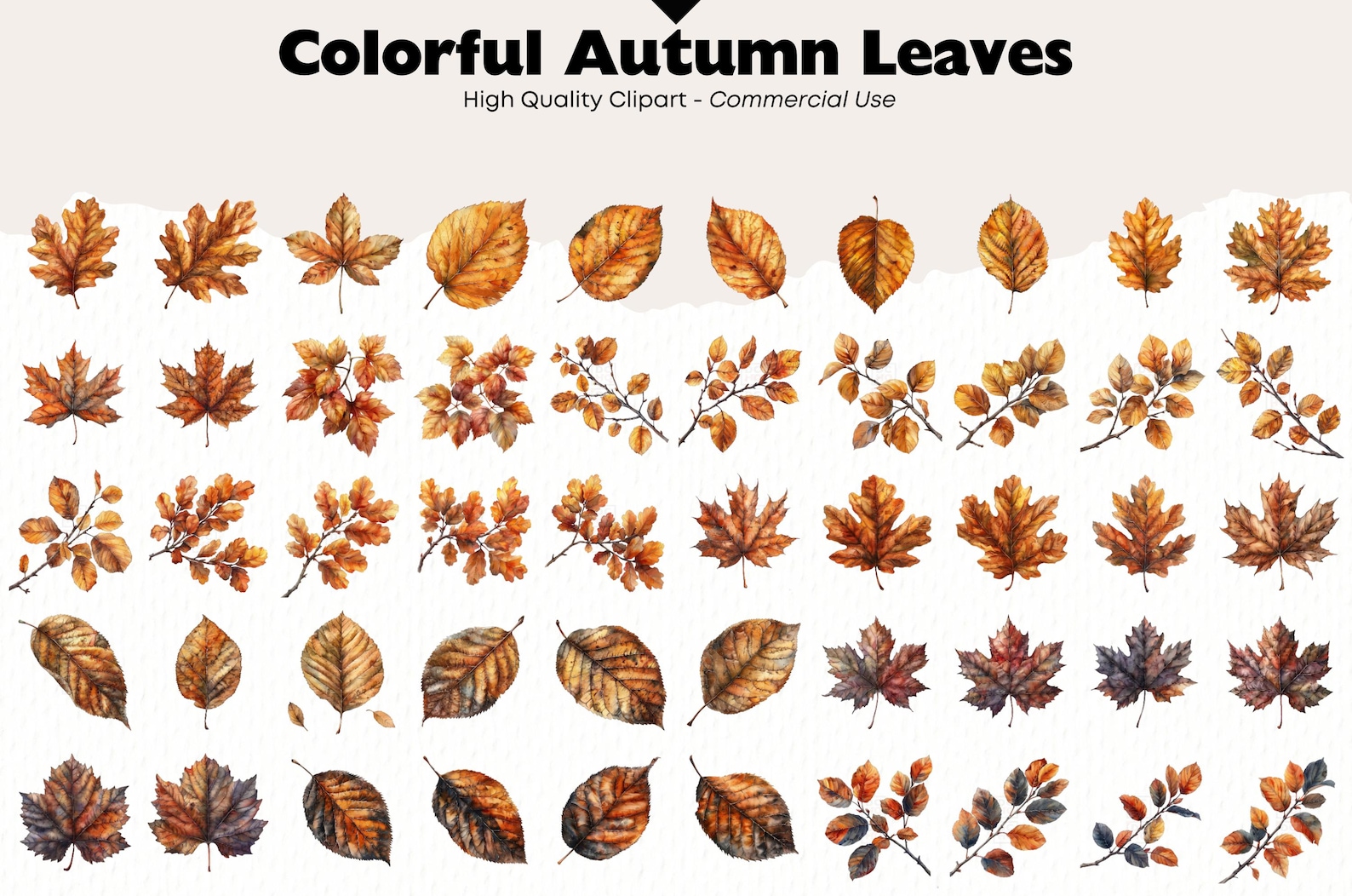 Autumn Leaves Watercolor Clipart Bundle Fall Watercolor Maple Leaf Png ...