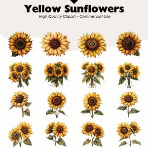 Sunflower Clipart Bundle, Watercolor Sunflowers PNG, Botanical Graphics ...