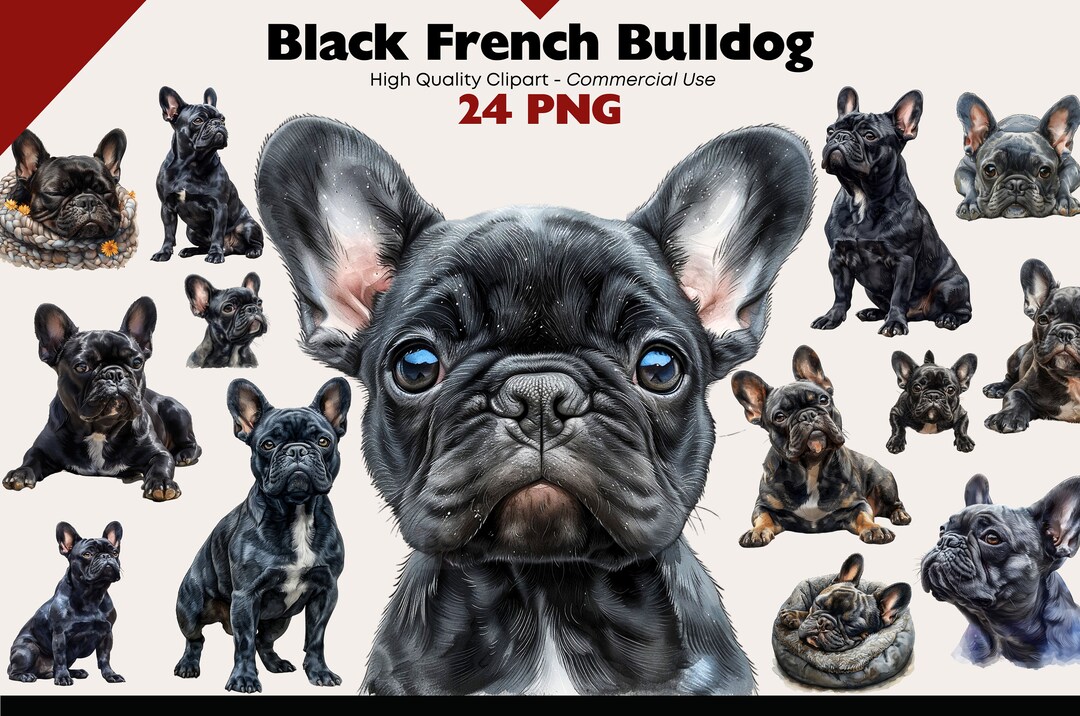 French Bulldog Clipart Watercolor Frenchie Dog Transparent Background ...