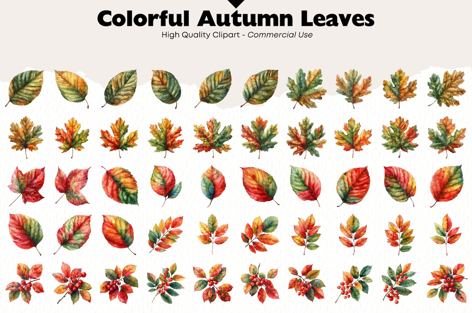 Autumn Leaves Watercolor Clipart Bundle Fall Watercolor Maple Leaf Png ...
